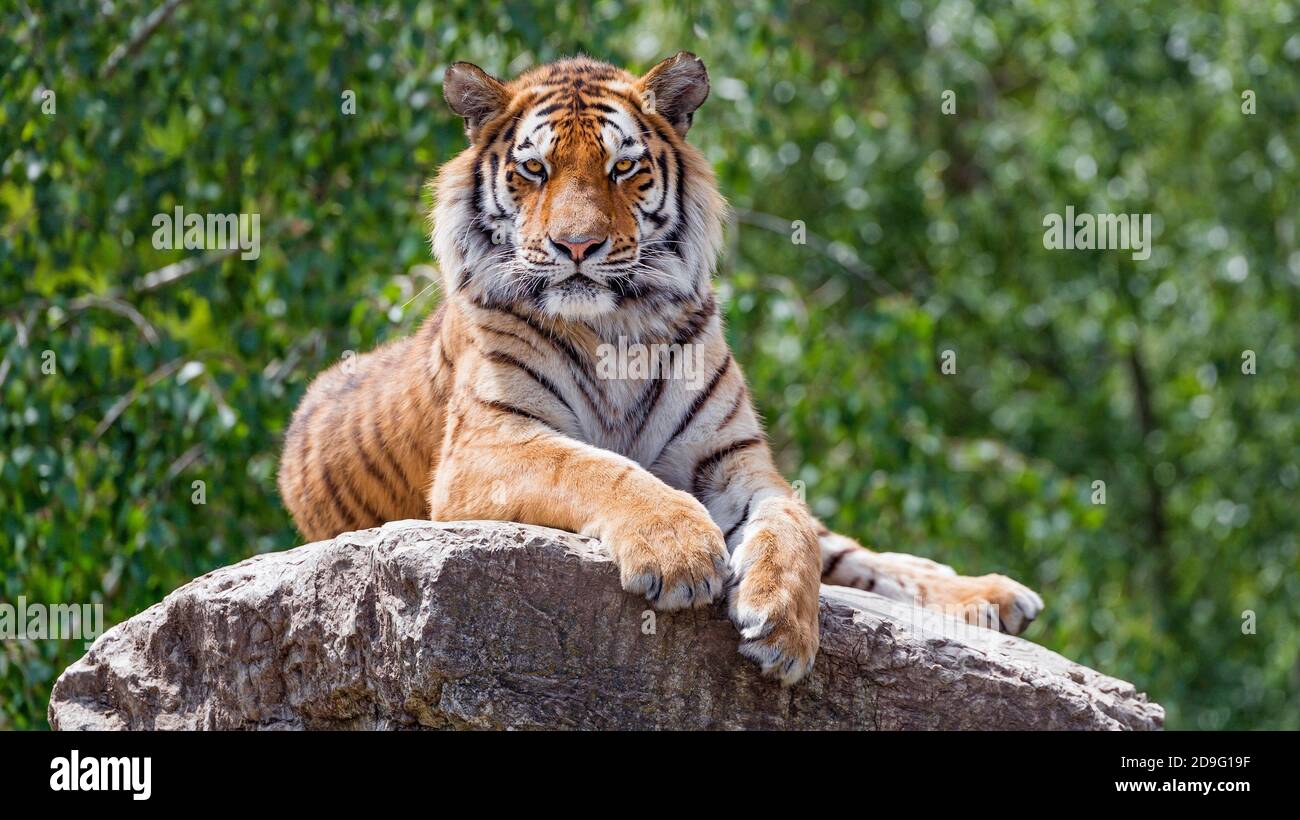 Nice tiger hi-res stock photography and images - Alamy