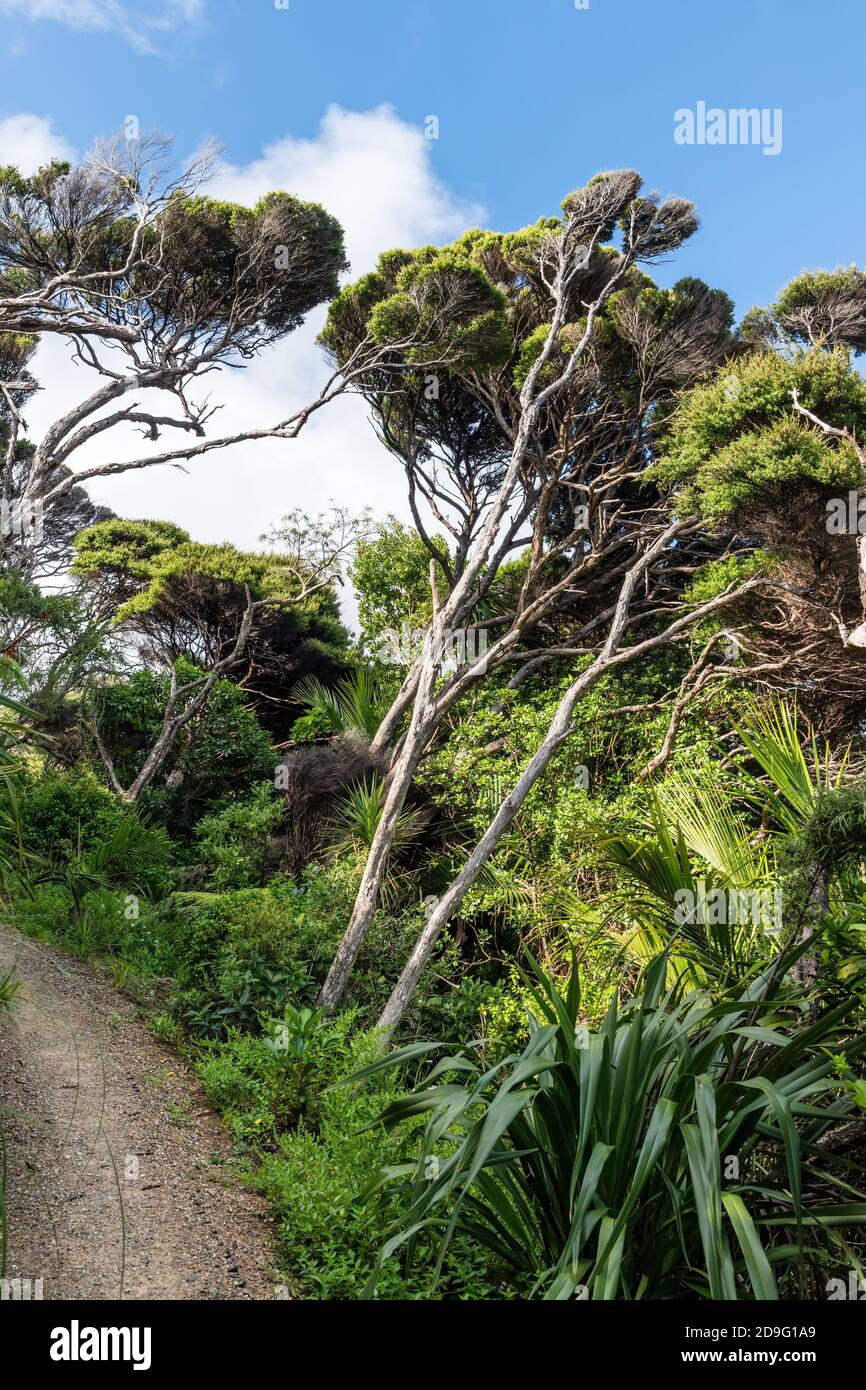 Hillary trail new zealand hi-res stock photography and images - Alamy