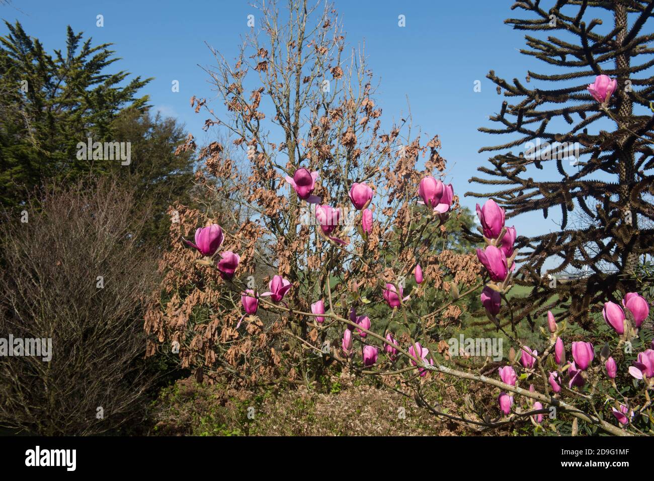 Spring Flowering Deciduous Magnolia Tree (Magnolia Ian's Red) Growing ...