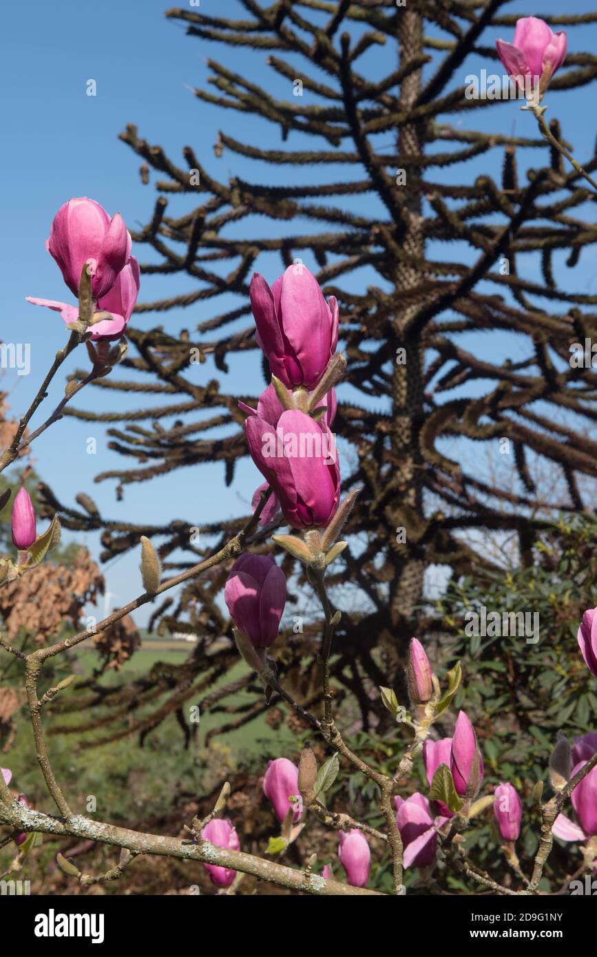 Spring Flowering Deciduous Magnolia Tree (Magnolia Ian's Red) Growing ...