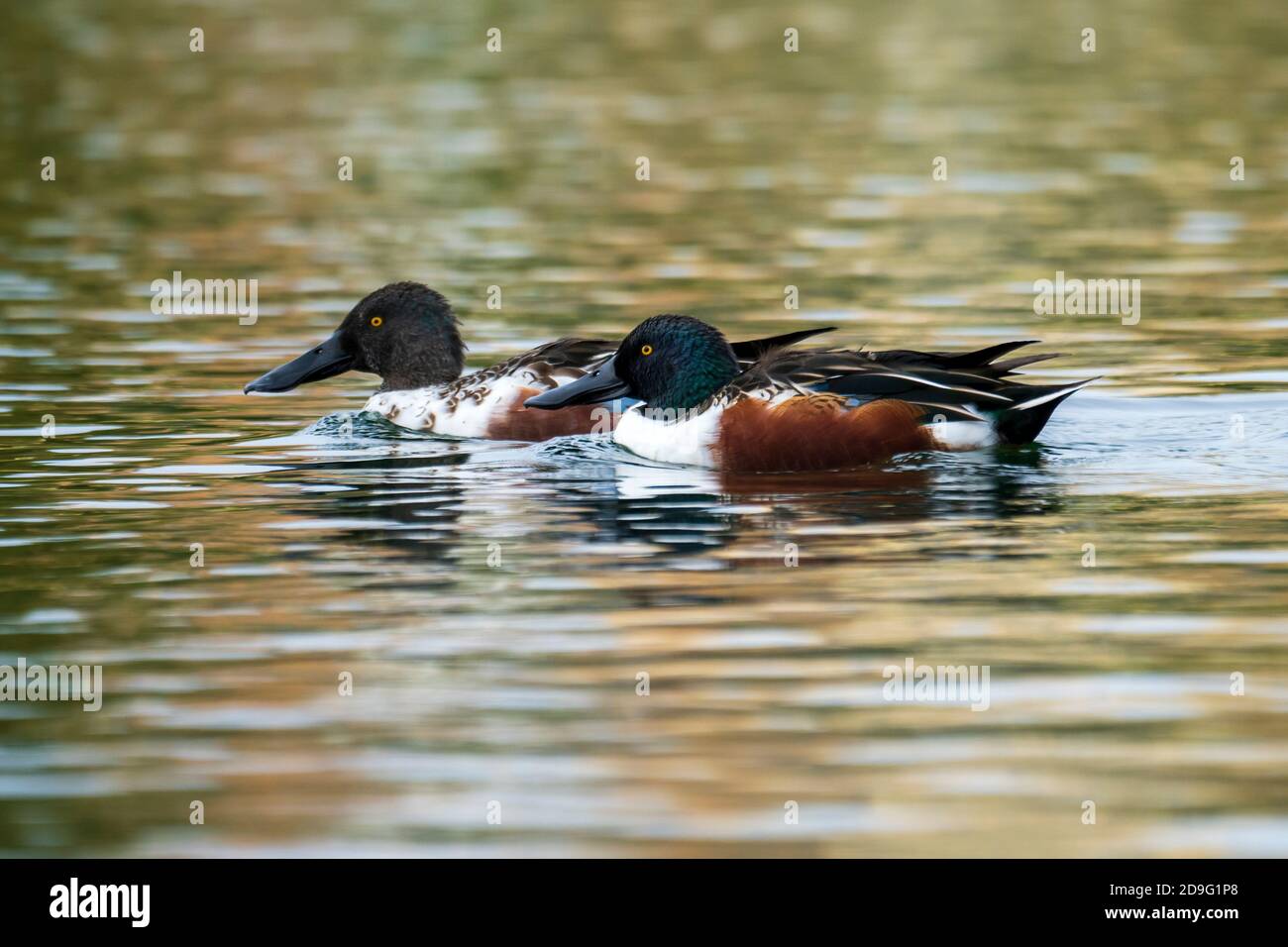 Female northern shoveler in flight hi-res stock photography and images - Alamy