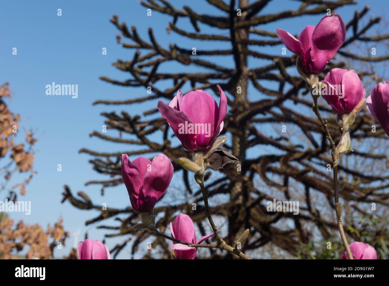 Spring Flowering Deciduous Magnolia Tree (Magnolia Ian's Red) Growing ...