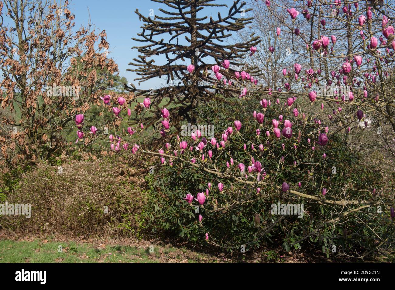Spring Flowering Deciduous Magnolia Tree (Magnolia Ian's Red) Growing ...