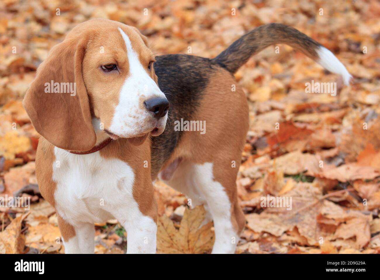 Beagle is standing in the autumn foliage. Pet animals Stock Photo - Alamy