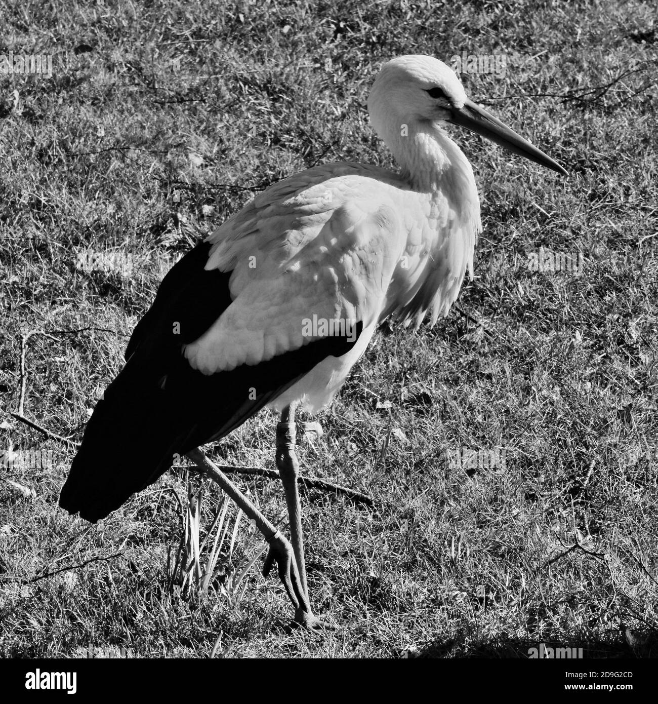 A view of a White Stork Stock Photo - Alamy