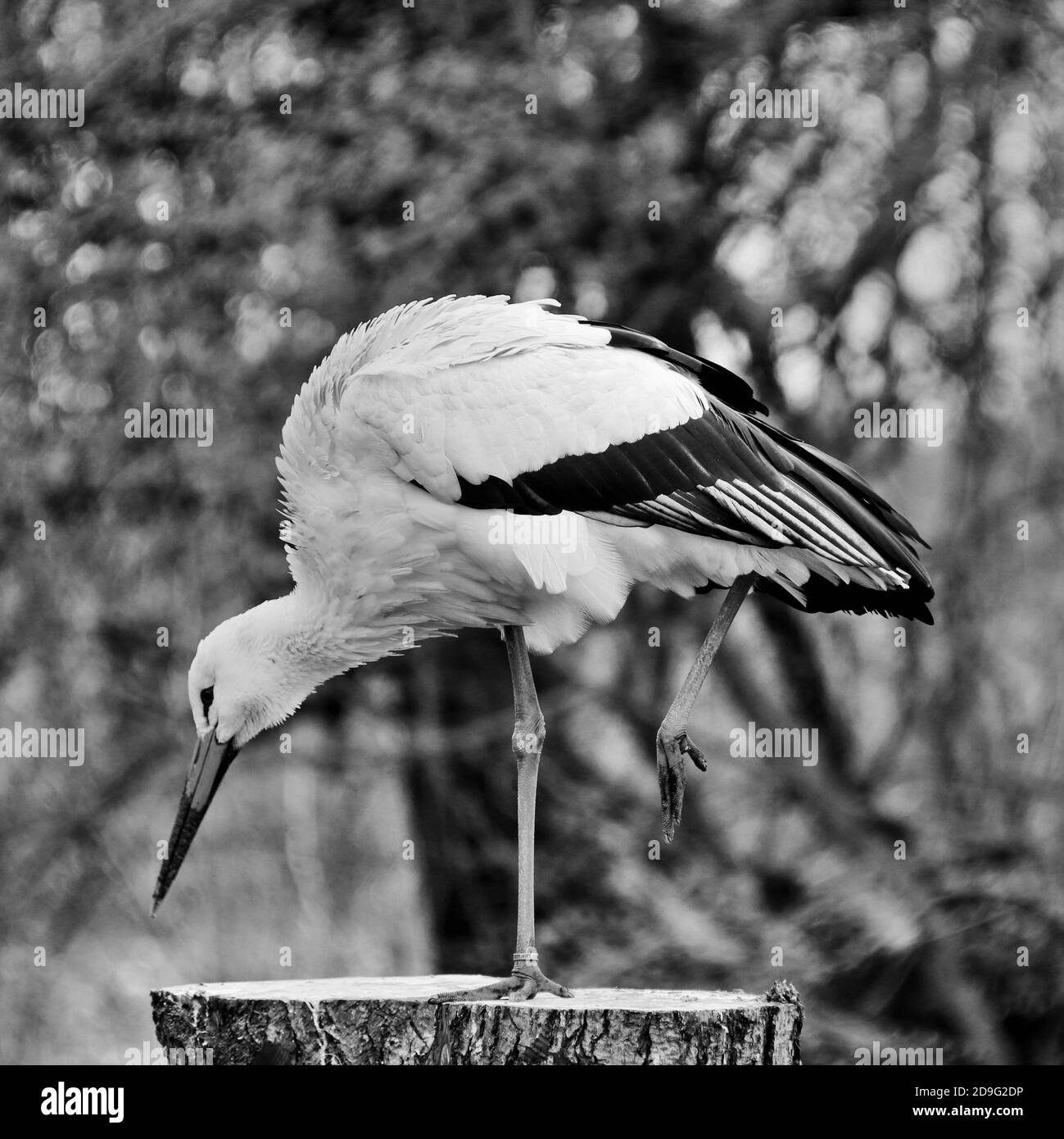 A view of a White Stork Stock Photo - Alamy