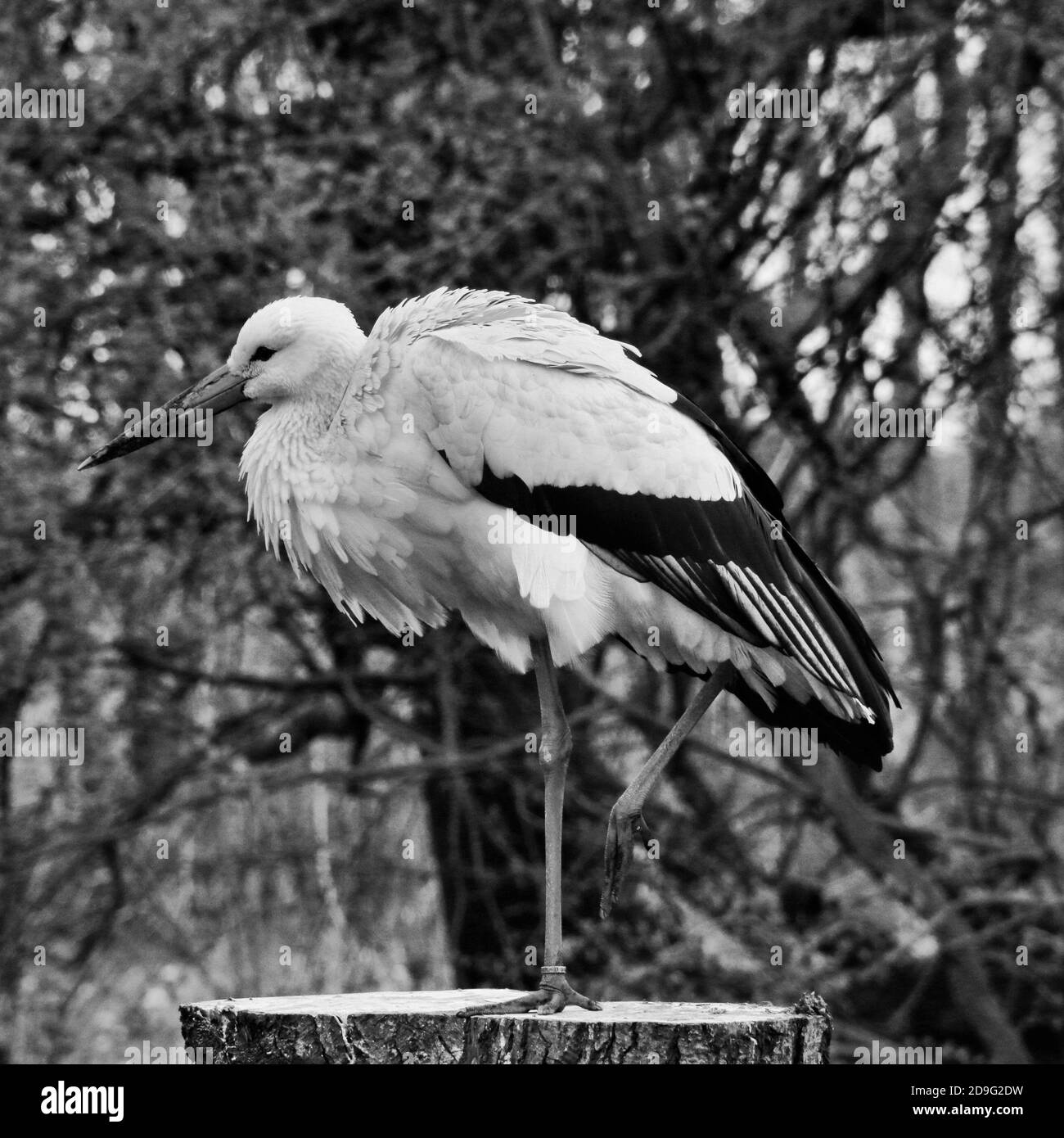 A view of a White Stork Stock Photo - Alamy