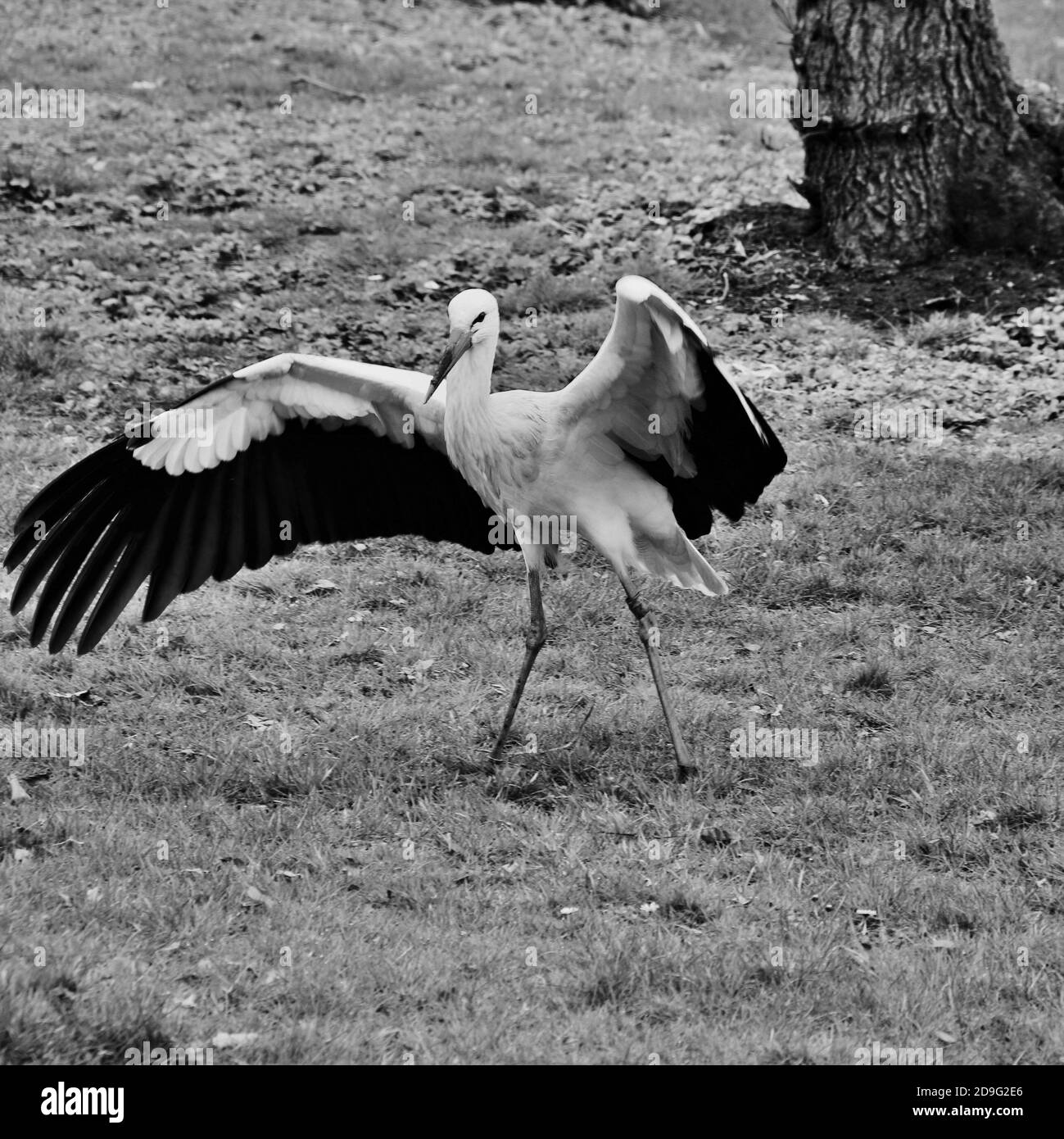 Large white stork Black and White Stock Photos & Images - Alamy