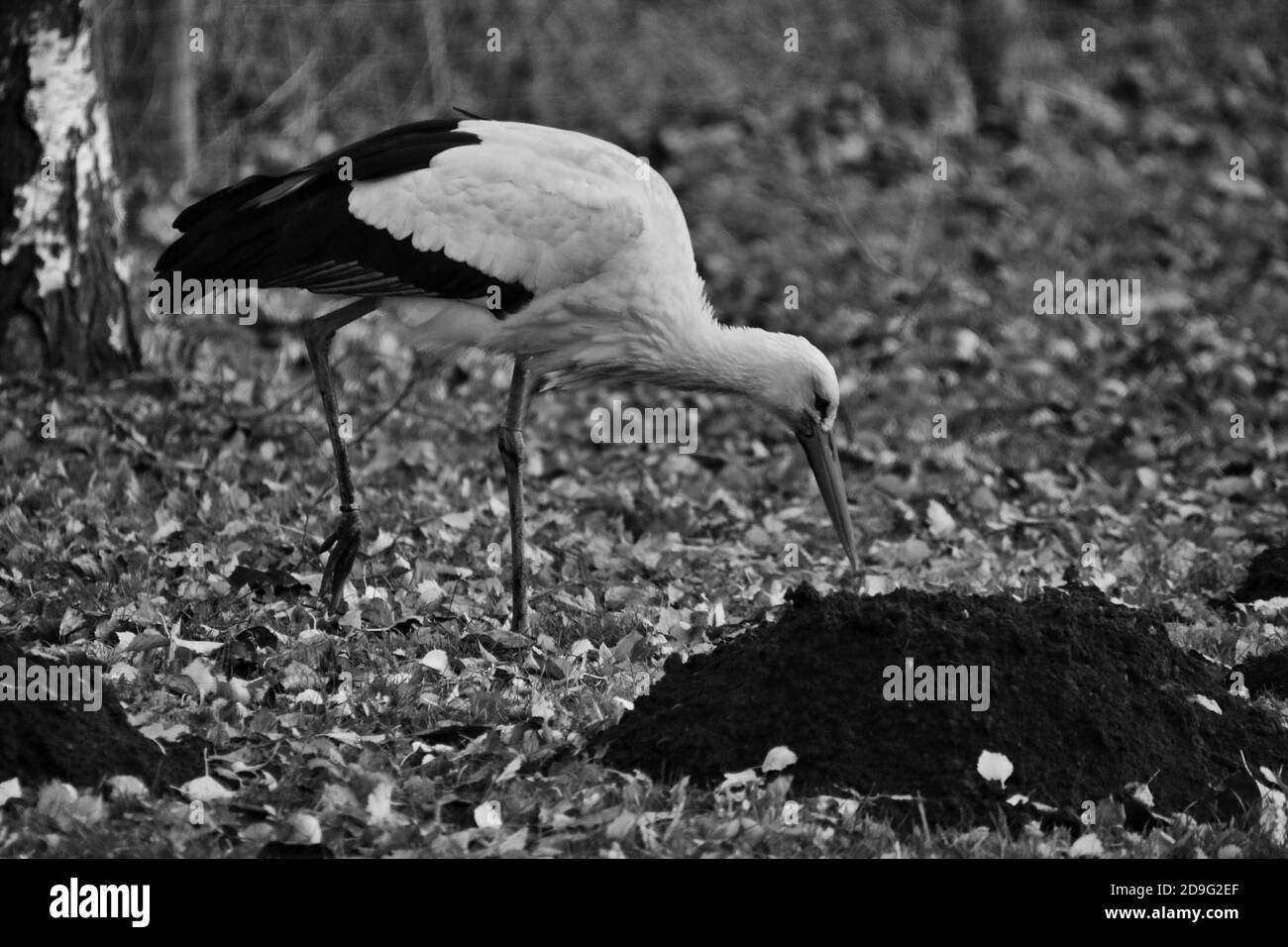 Crest lake Black and White Stock Photos & Images - Alamy