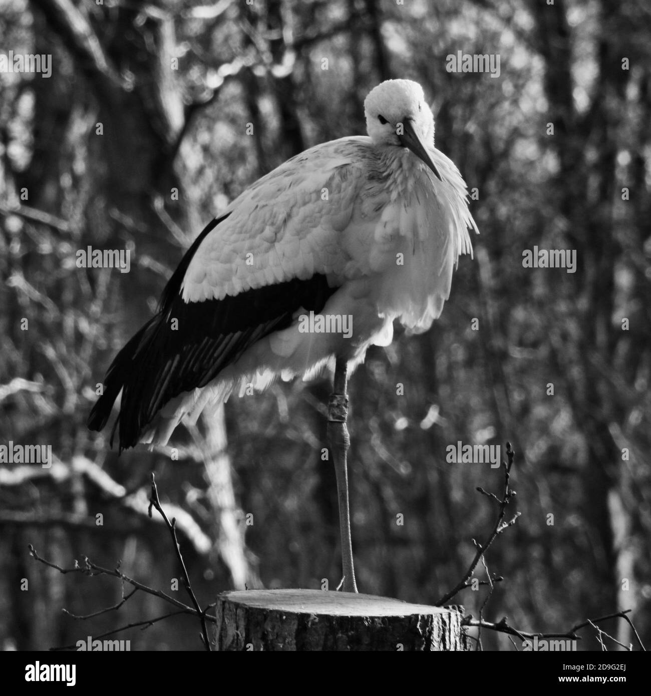 A view of a White Stork Stock Photo - Alamy