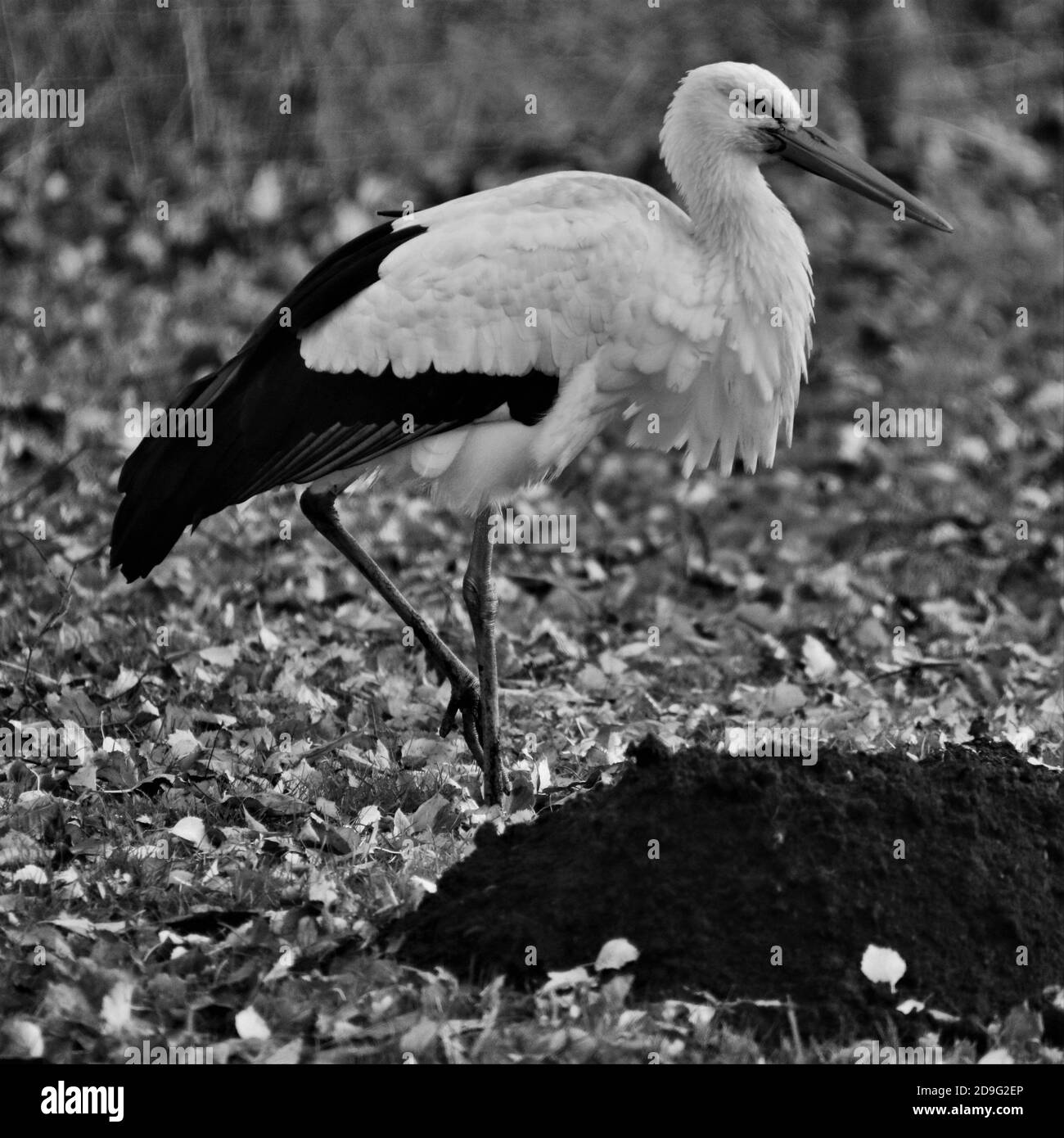 Blue stork Black and White Stock Photos & Images - Alamy