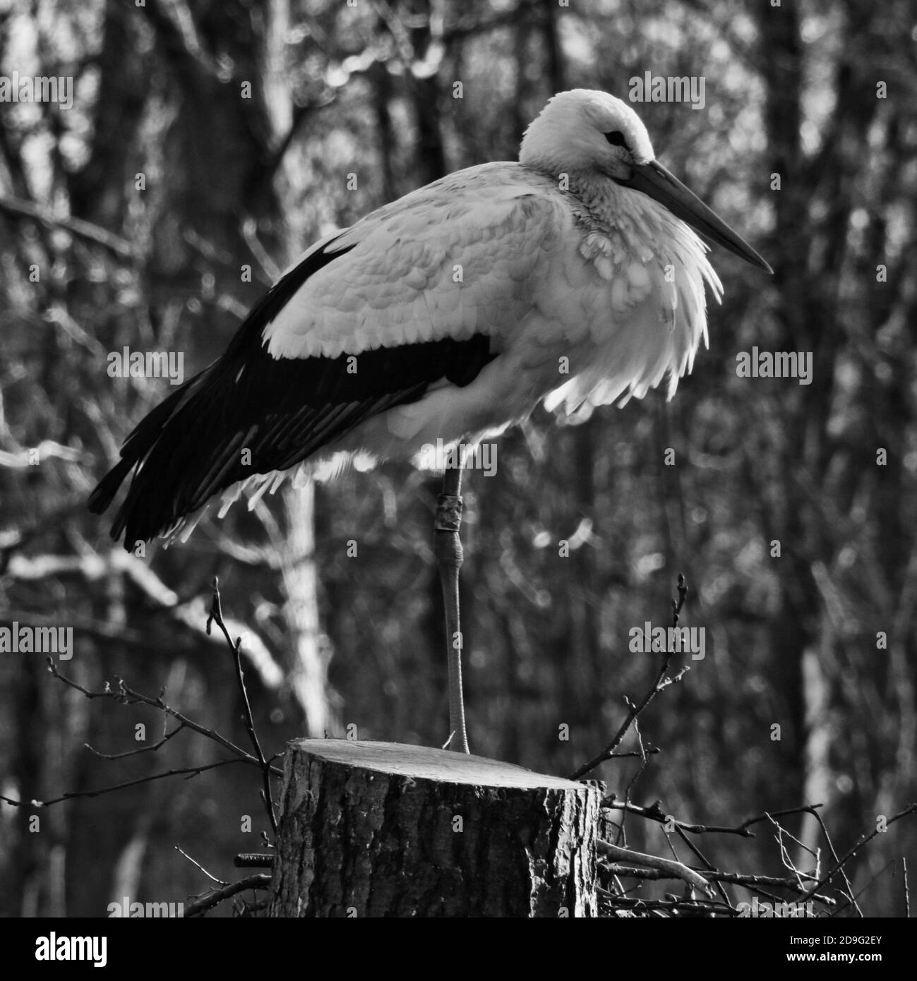 A view of a White Stork Stock Photo - Alamy