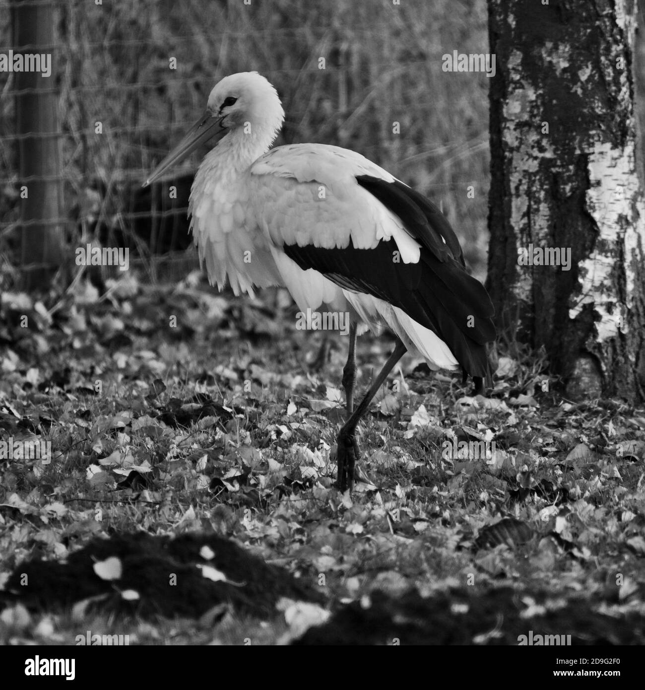 Crest lake Black and White Stock Photos & Images - Alamy
