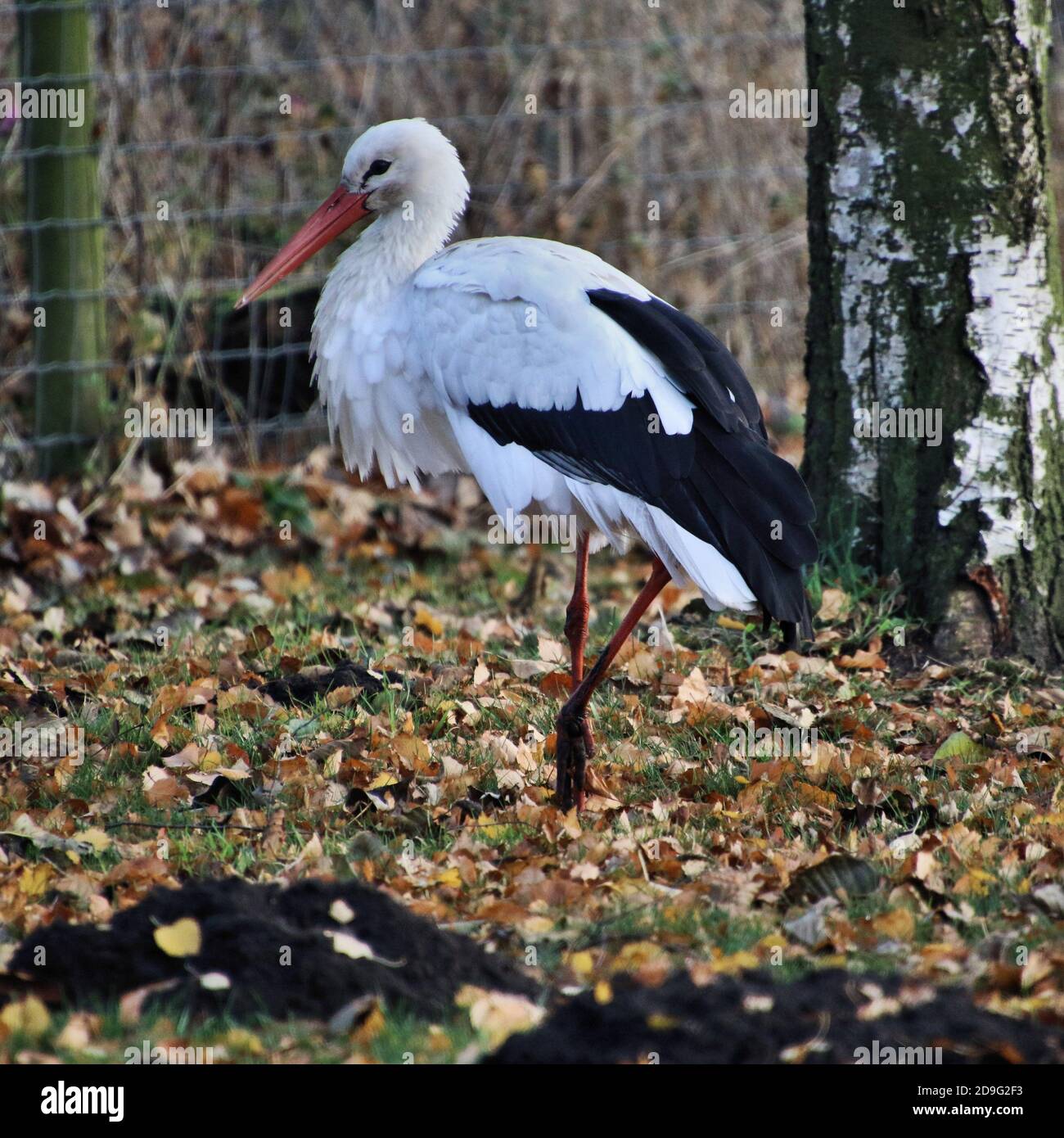 A view of a White Stork Stock Photo - Alamy