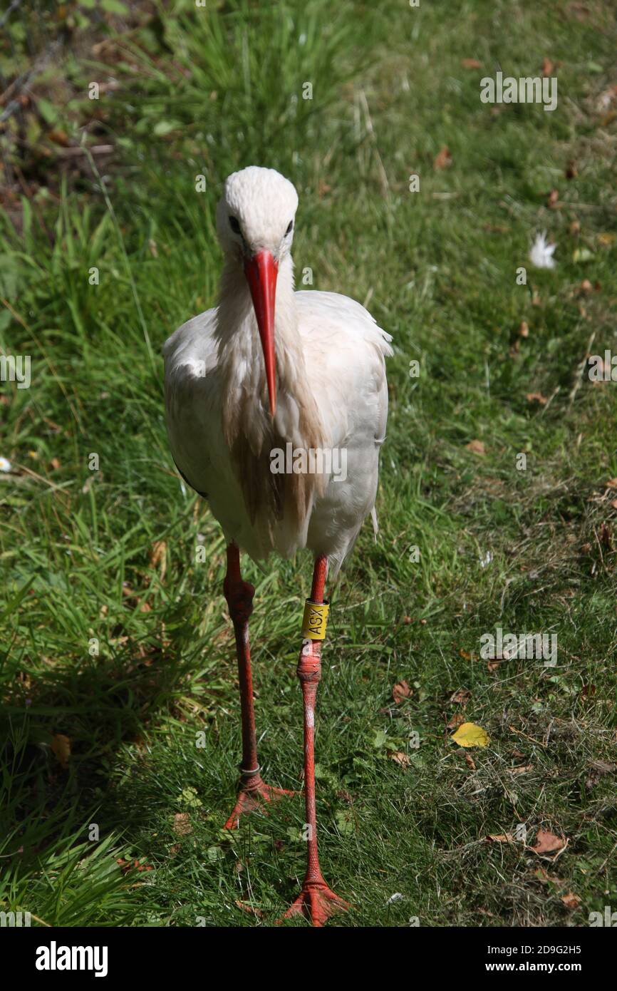 A view of a White Stork Stock Photo - Alamy