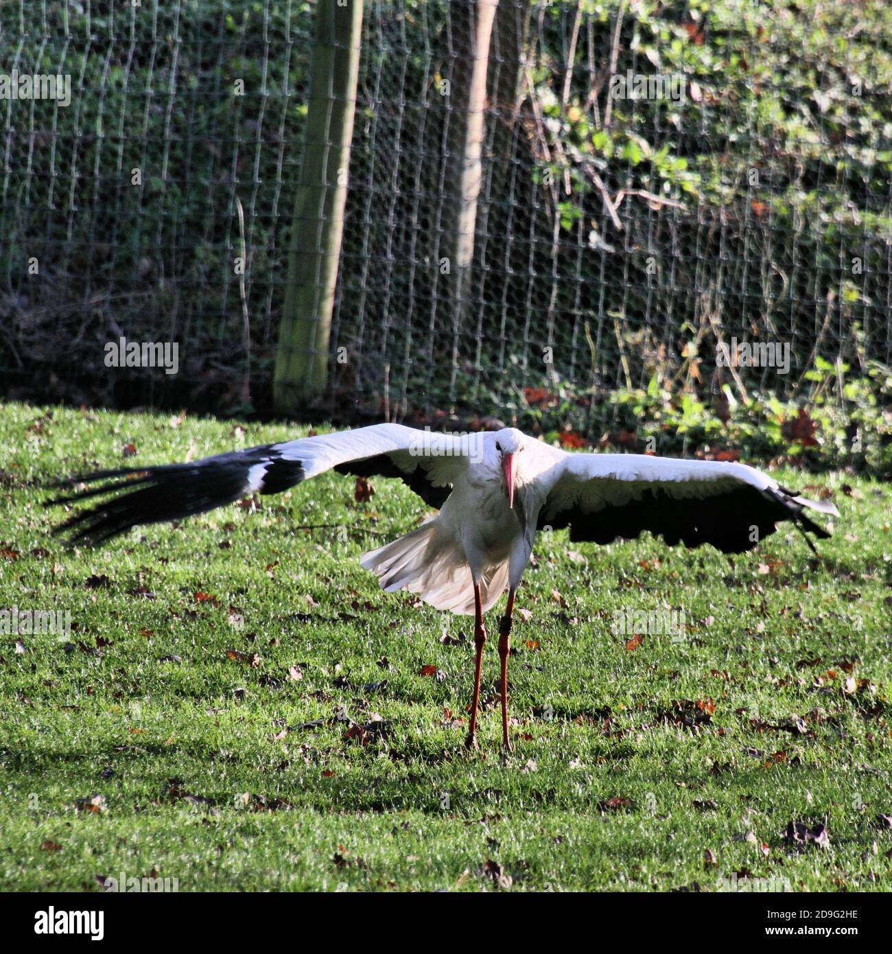 A view of a White Stork Stock Photo - Alamy