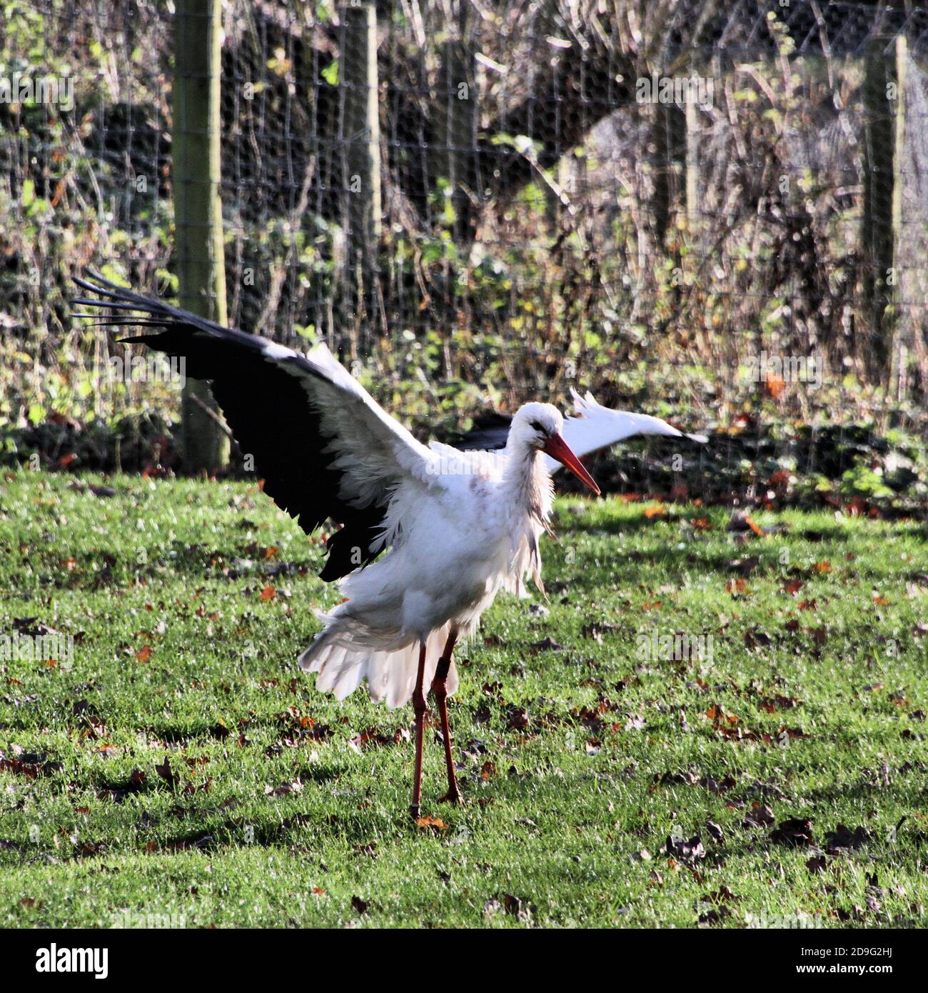 A view of a White Stork Stock Photo - Alamy