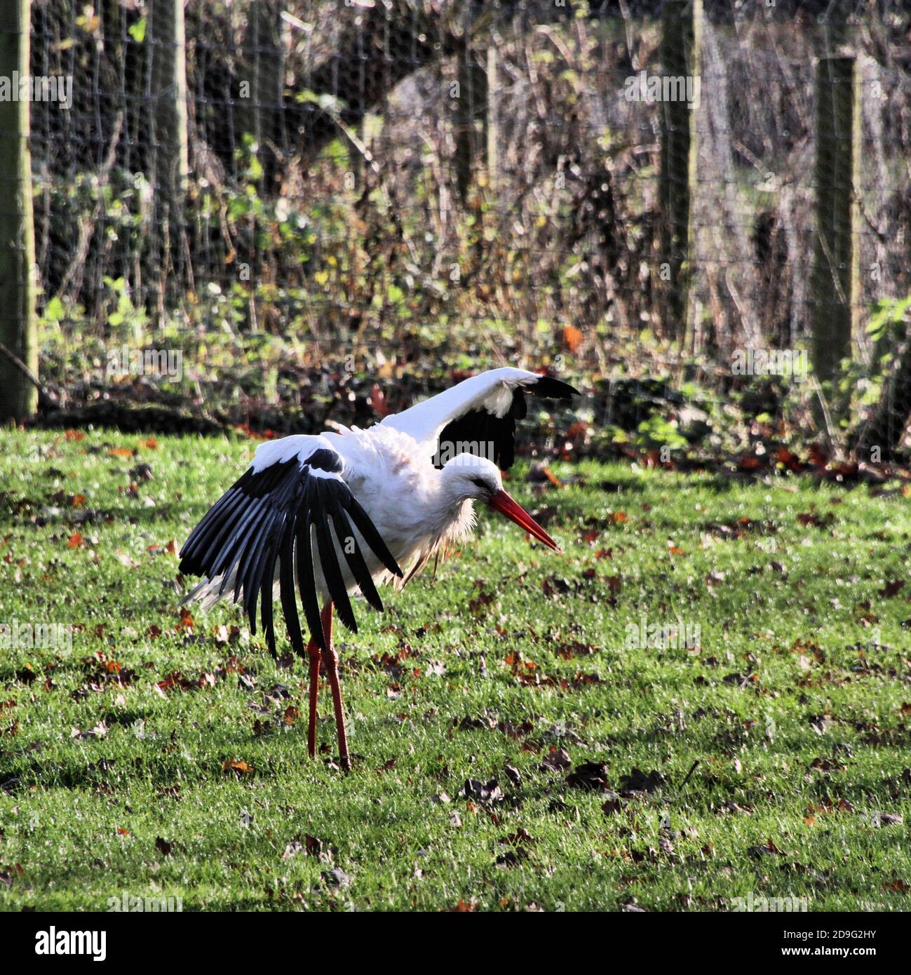 A view of a White Stork Stock Photo - Alamy