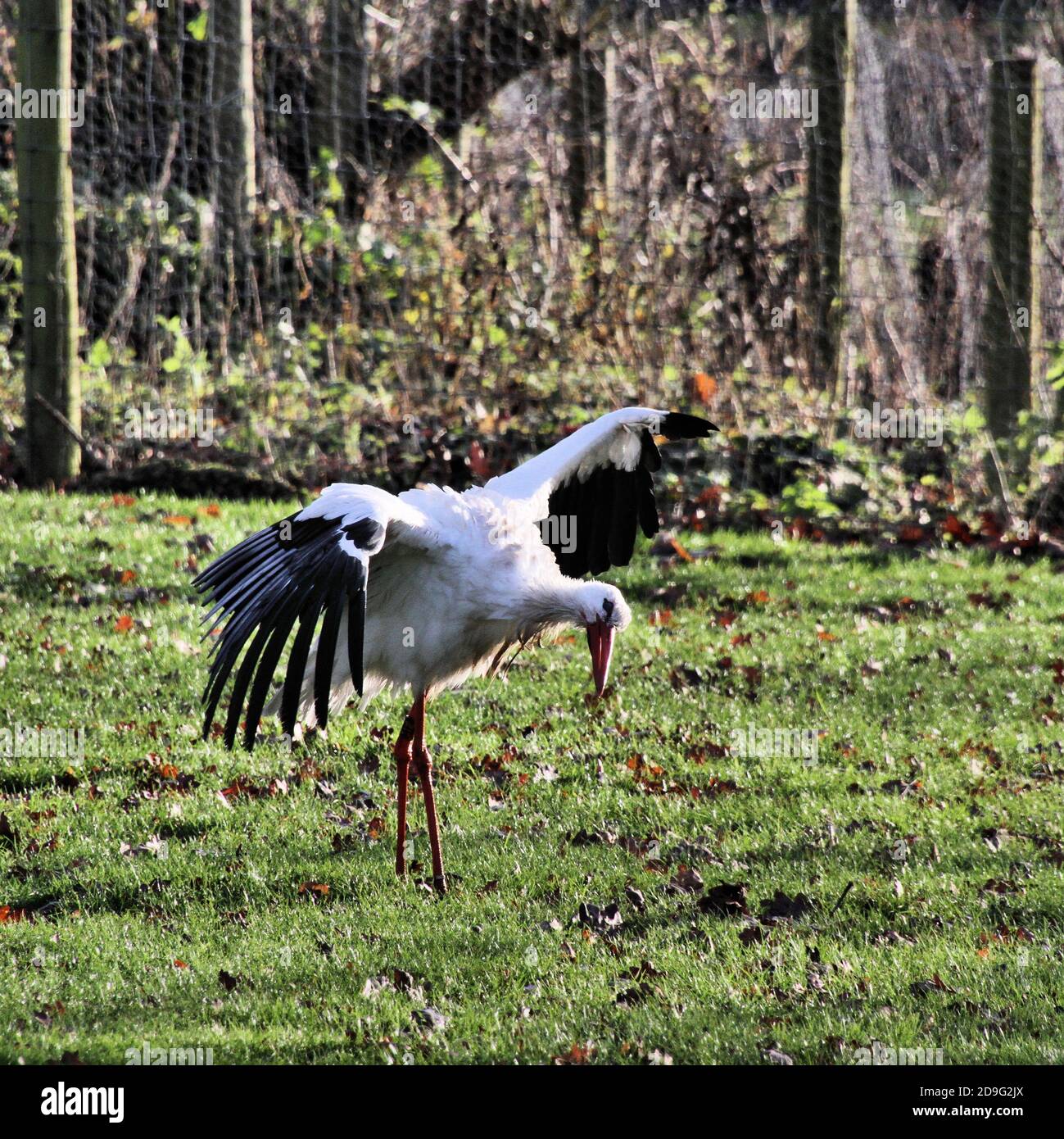 A view of a White Stork Stock Photo - Alamy