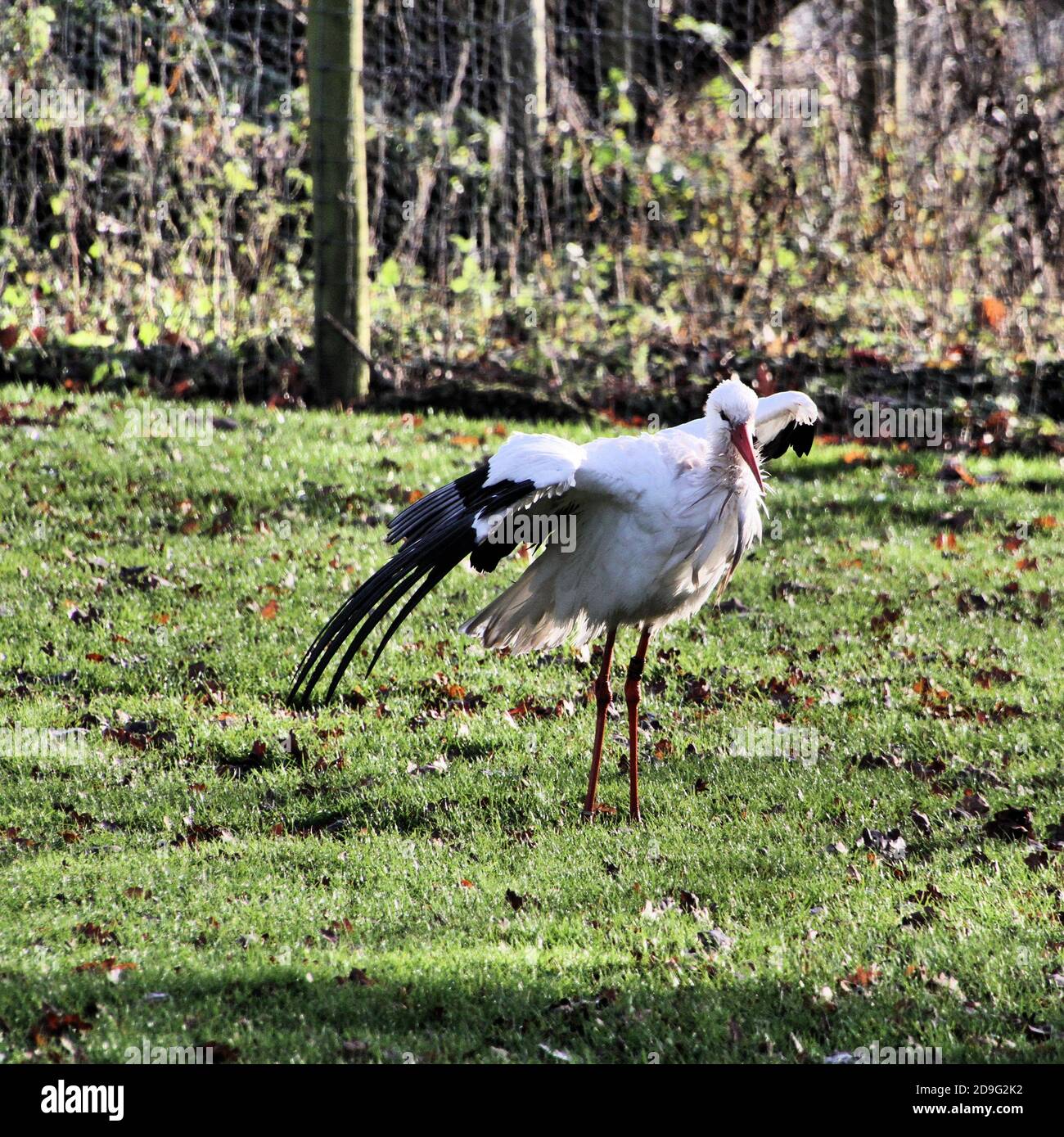 A view of a White Stork Stock Photo - Alamy