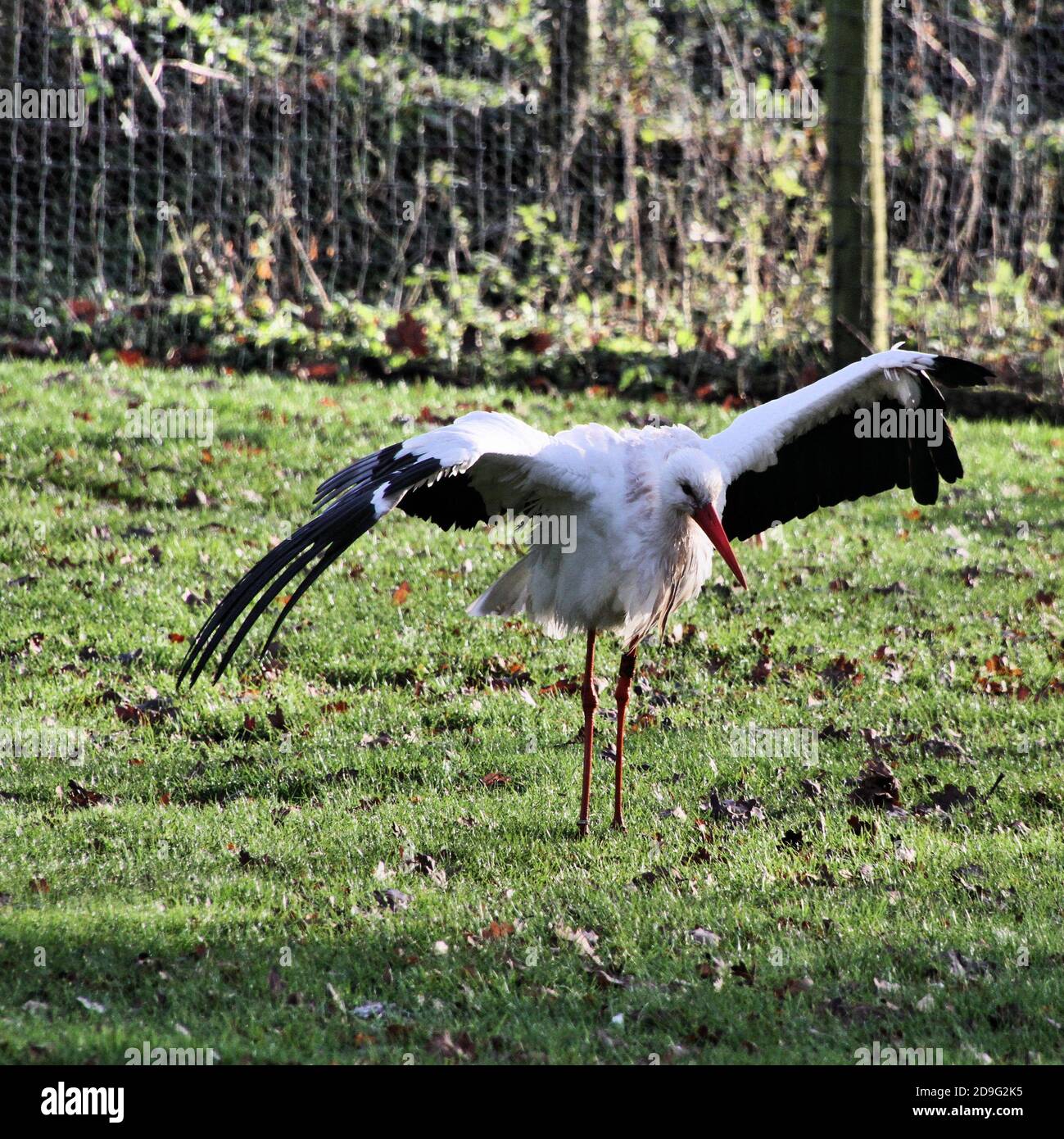 A view of a White Stork Stock Photo - Alamy