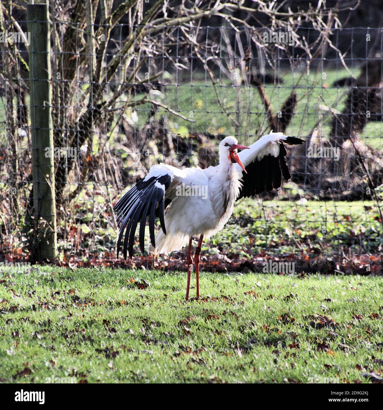 A view of a White Stork Stock Photo - Alamy