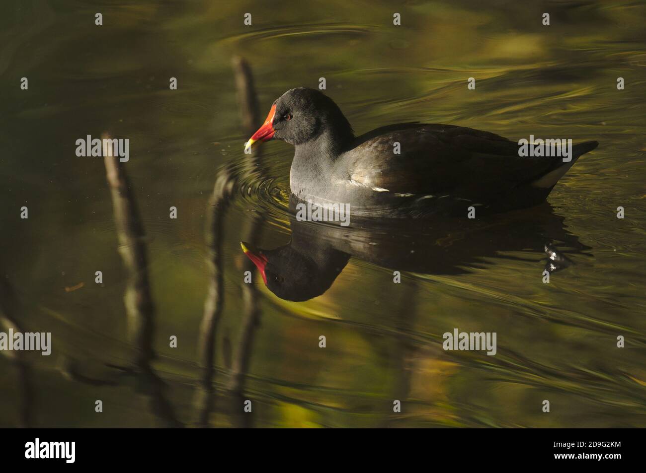 Moorhen, lake, London Stock Photo - Alamy