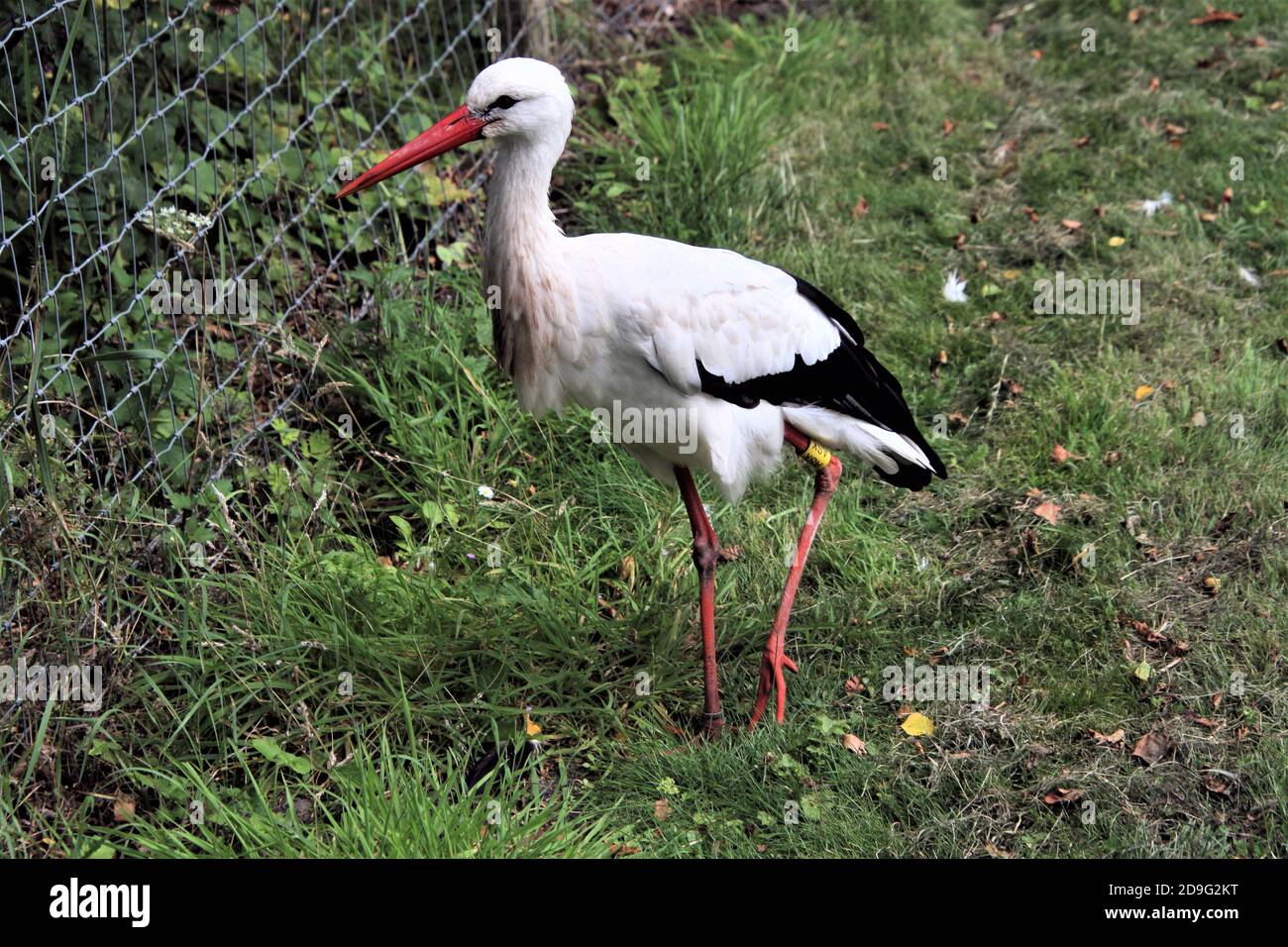 A view of a White Stork Stock Photo - Alamy