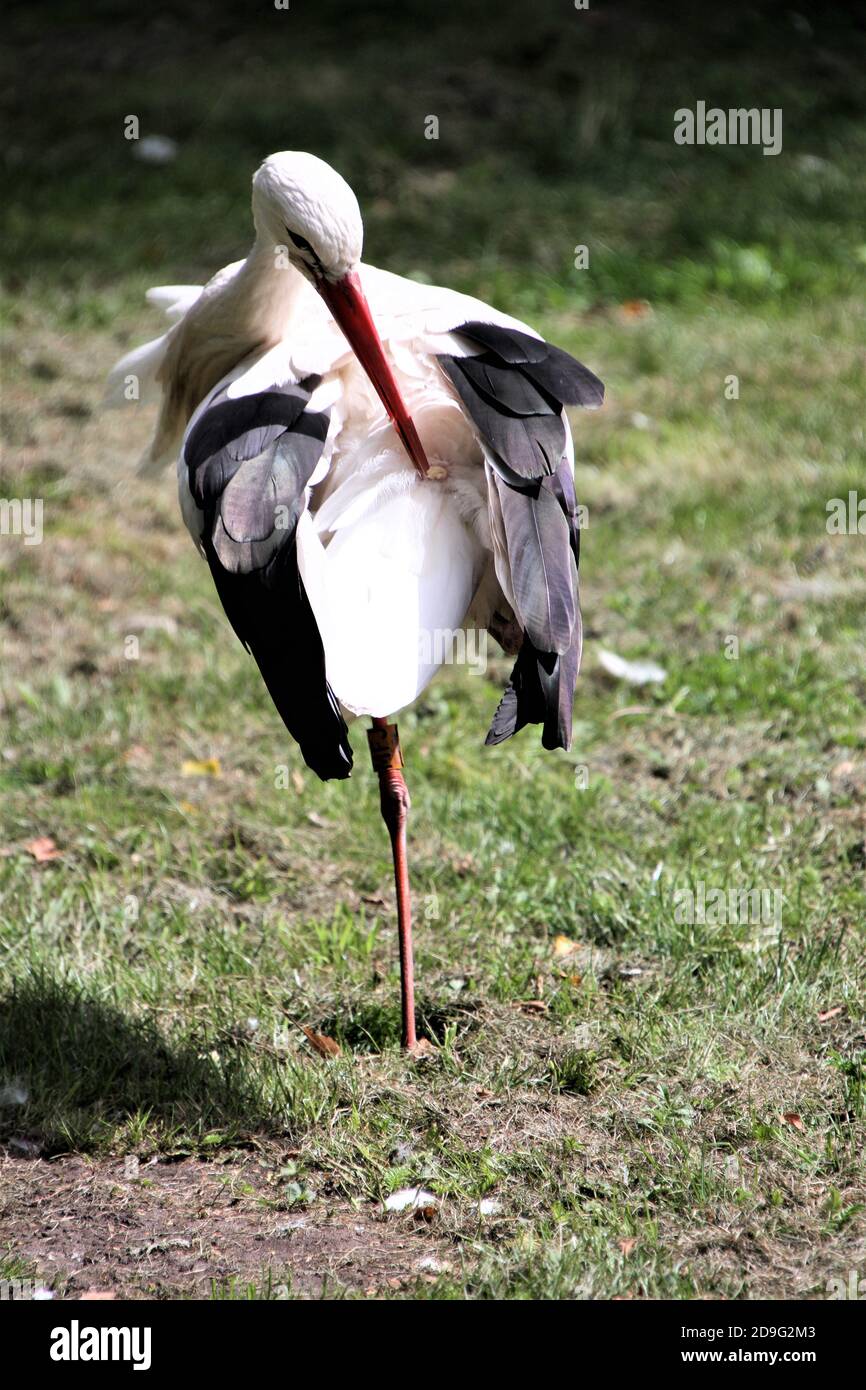 A view of a White Stork Stock Photo - Alamy
