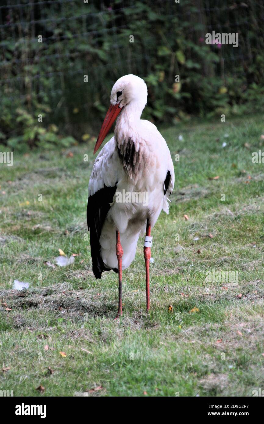 A view of a White Stork Stock Photo - Alamy