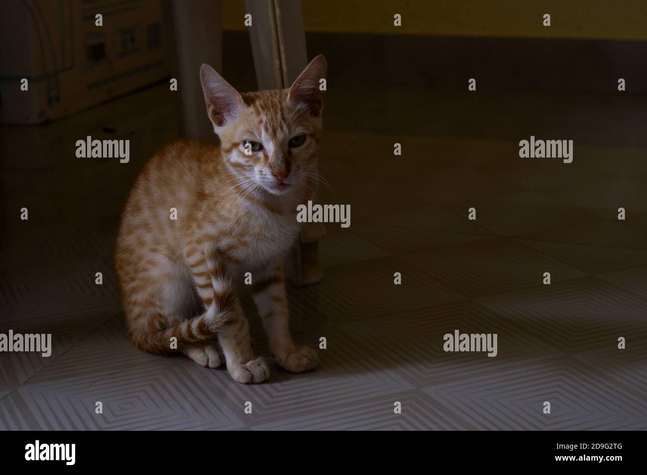 Closeup of a domestic ginger cat standing on the floor with a blurry ...