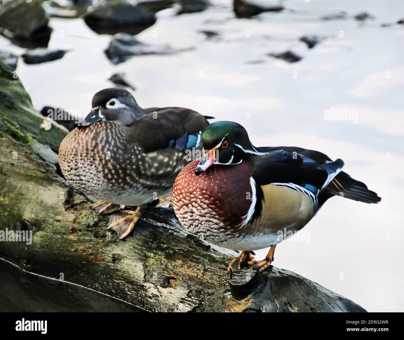 Tame wood pigeon hi-res stock photography and images - Alamy