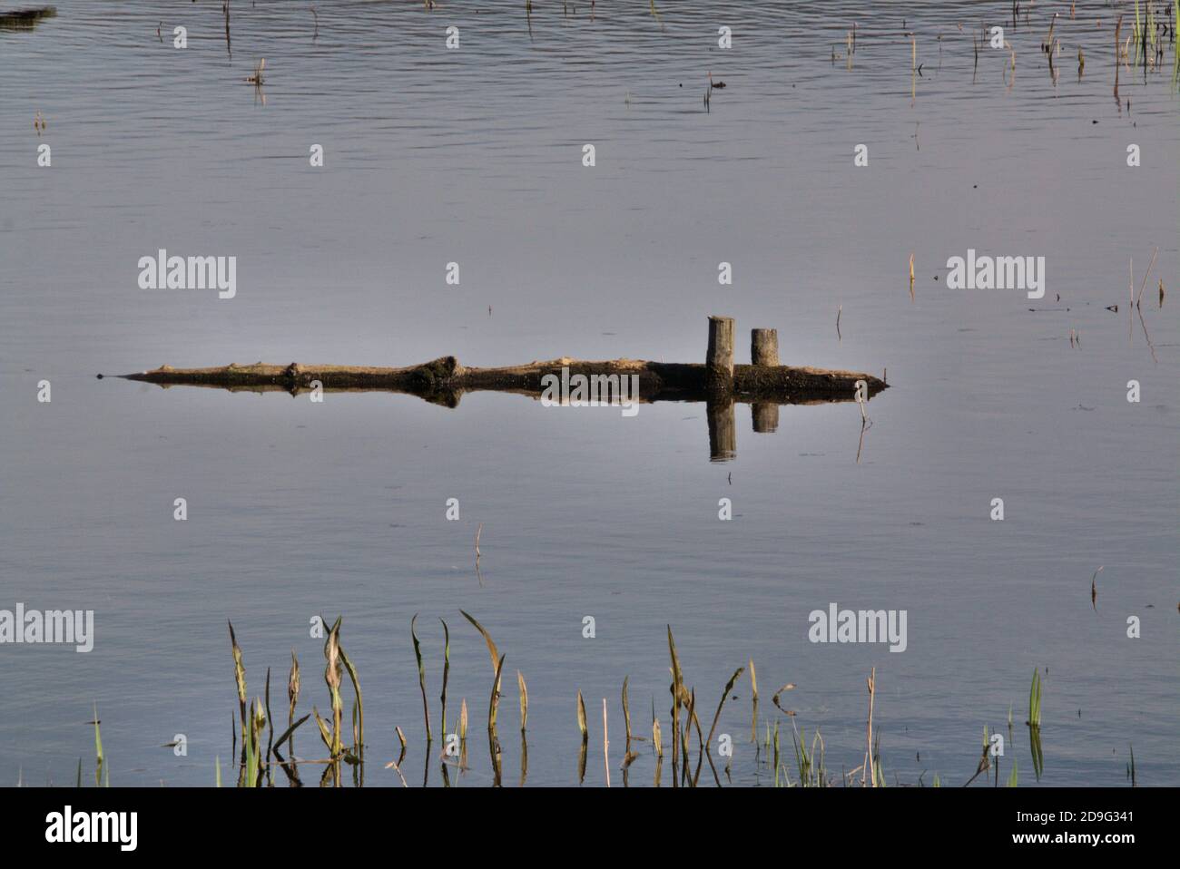 Leighton moss rspb bittern hi-res stock photography and images - Alamy