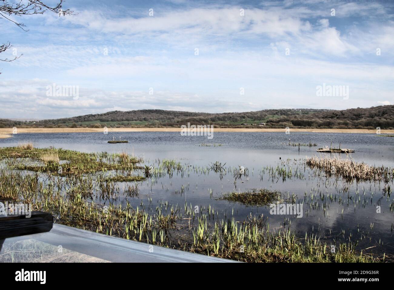 Leighton moss rspb bittern hi-res stock photography and images - Alamy
