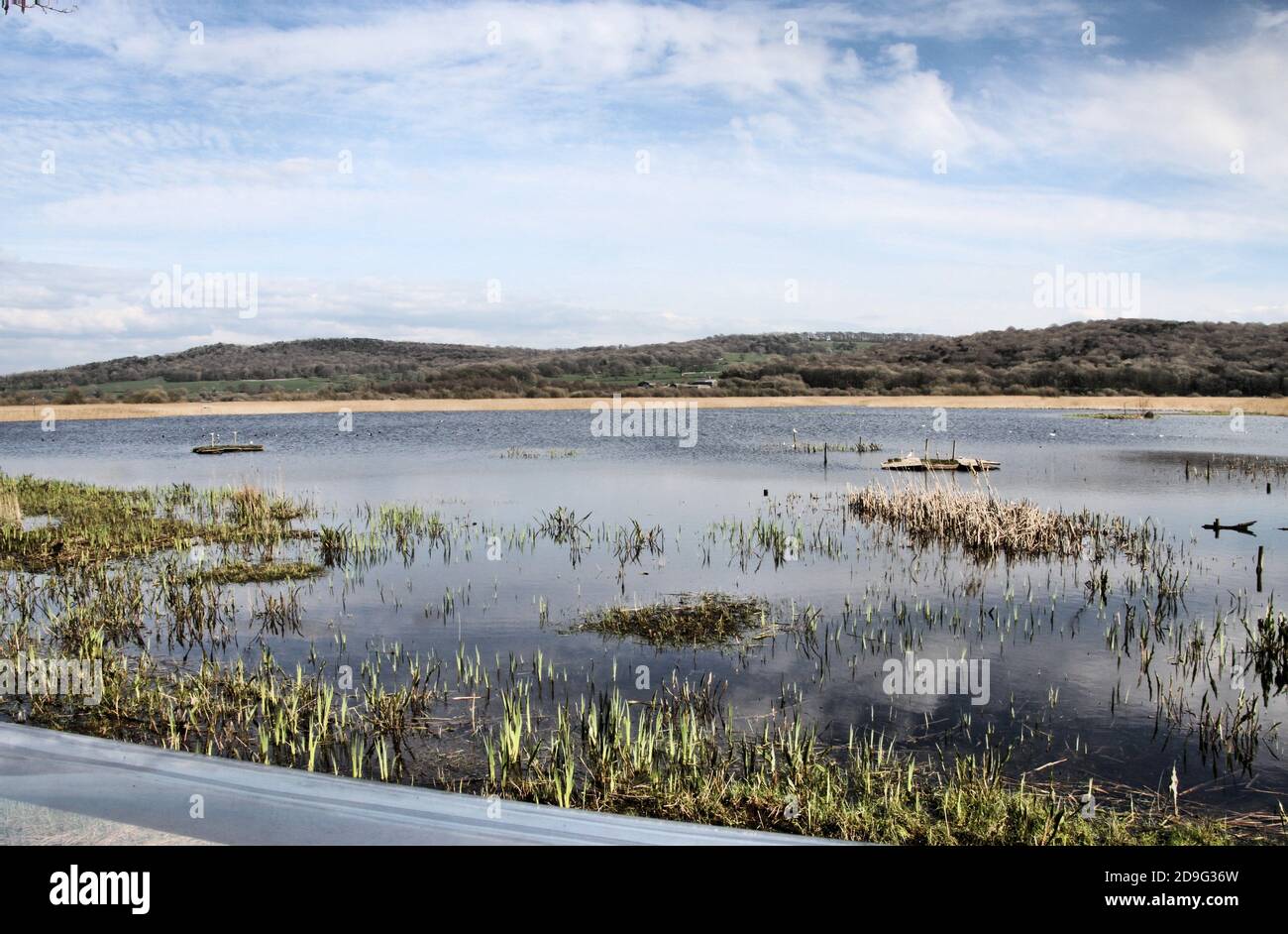 Leighton moss rspb bittern hi-res stock photography and images - Alamy