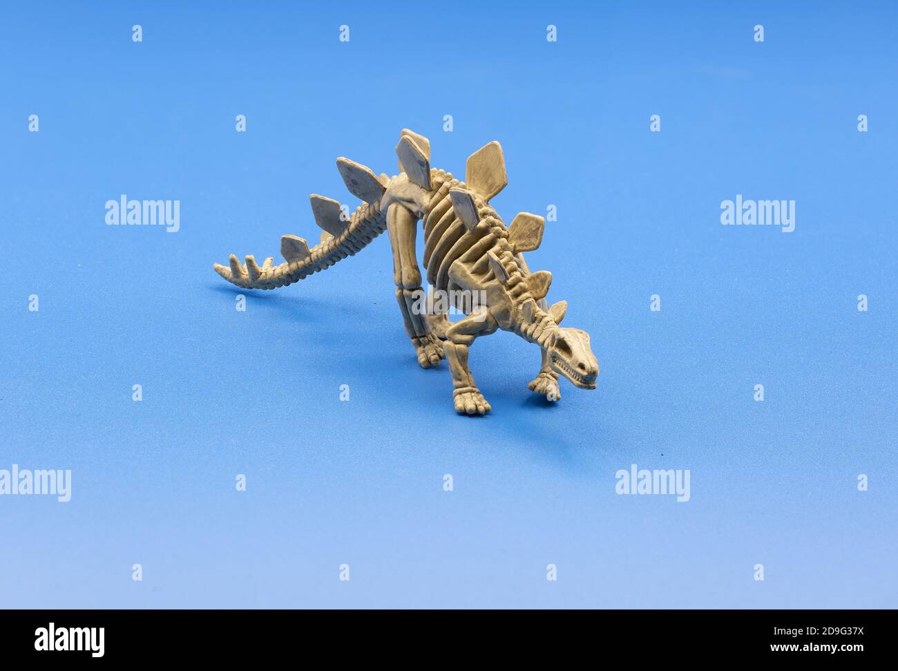 Stegosaurus skull hi-res stock photography and images - Alamy