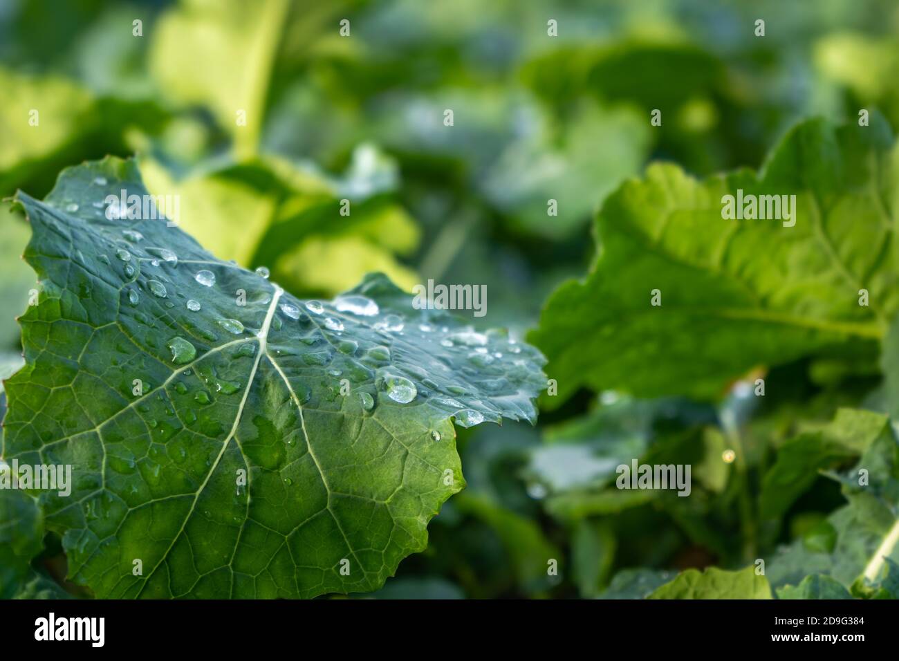 Plant water diagram hi-res stock photography and images - Alamy