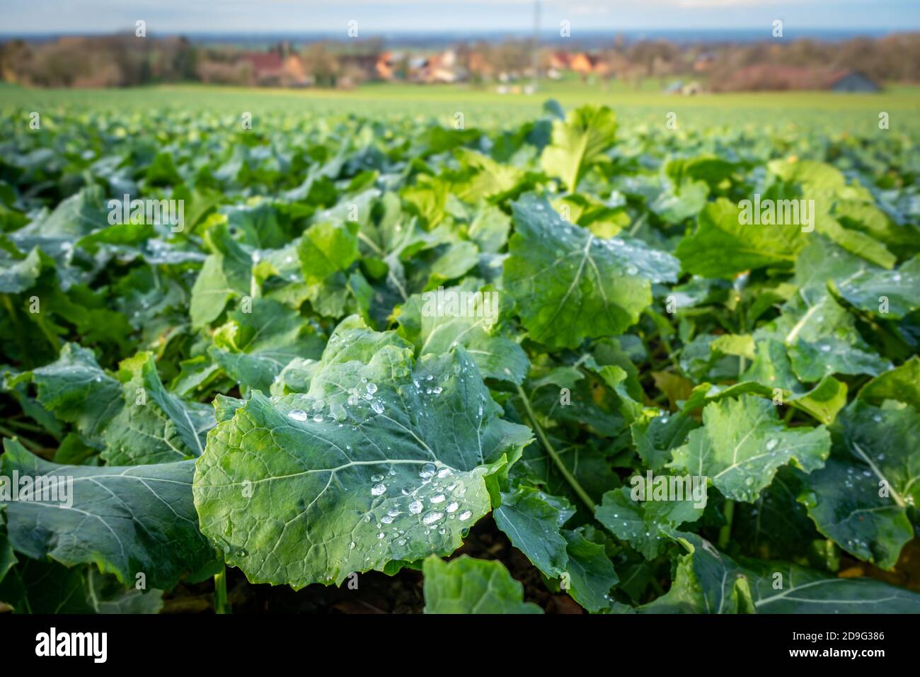 cabbage growing in the field Stock Photo - Alamy