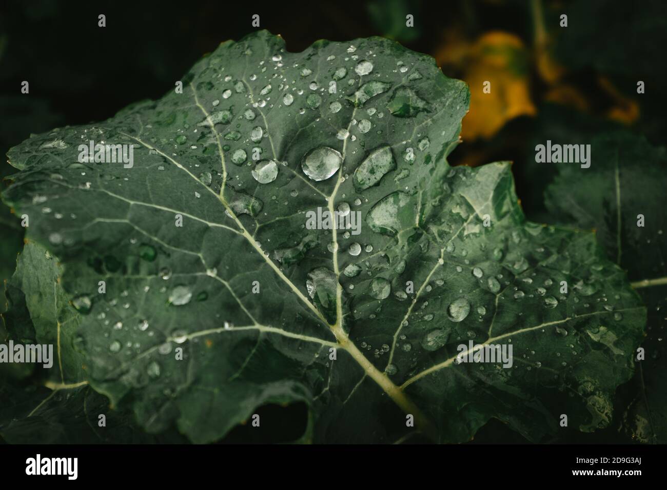 Rainwater on leaves texture hi-res stock photography and images - Alamy