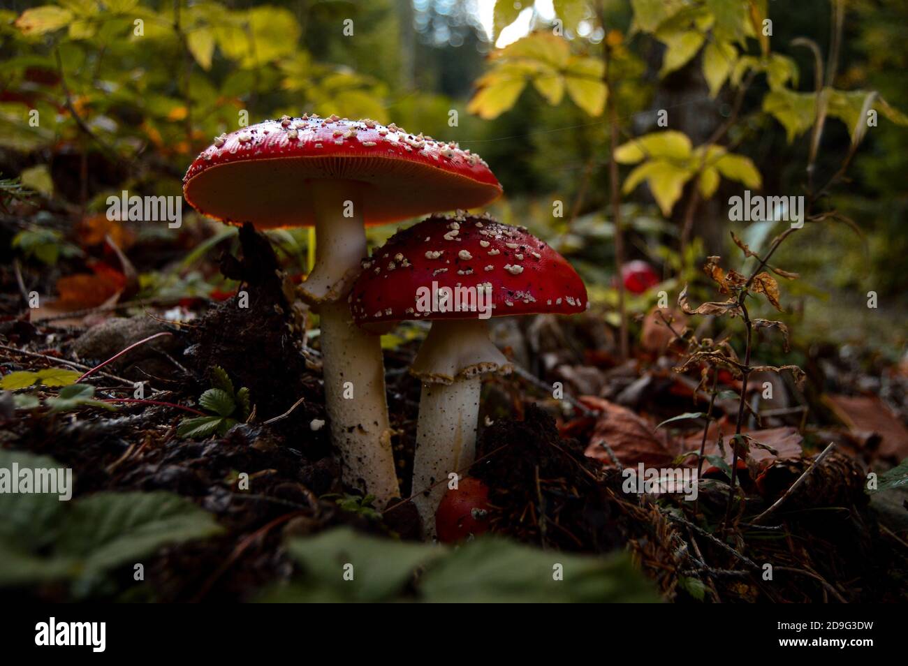 Closeup of fly agaric mushrooms on the forest ground surrounded by ...