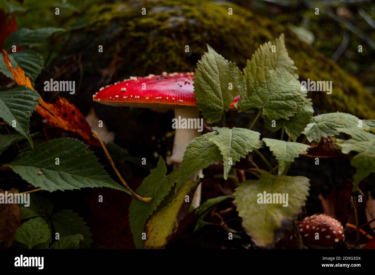 Closeup of fly agaric mushrooms on the forest ground surrounded by ...