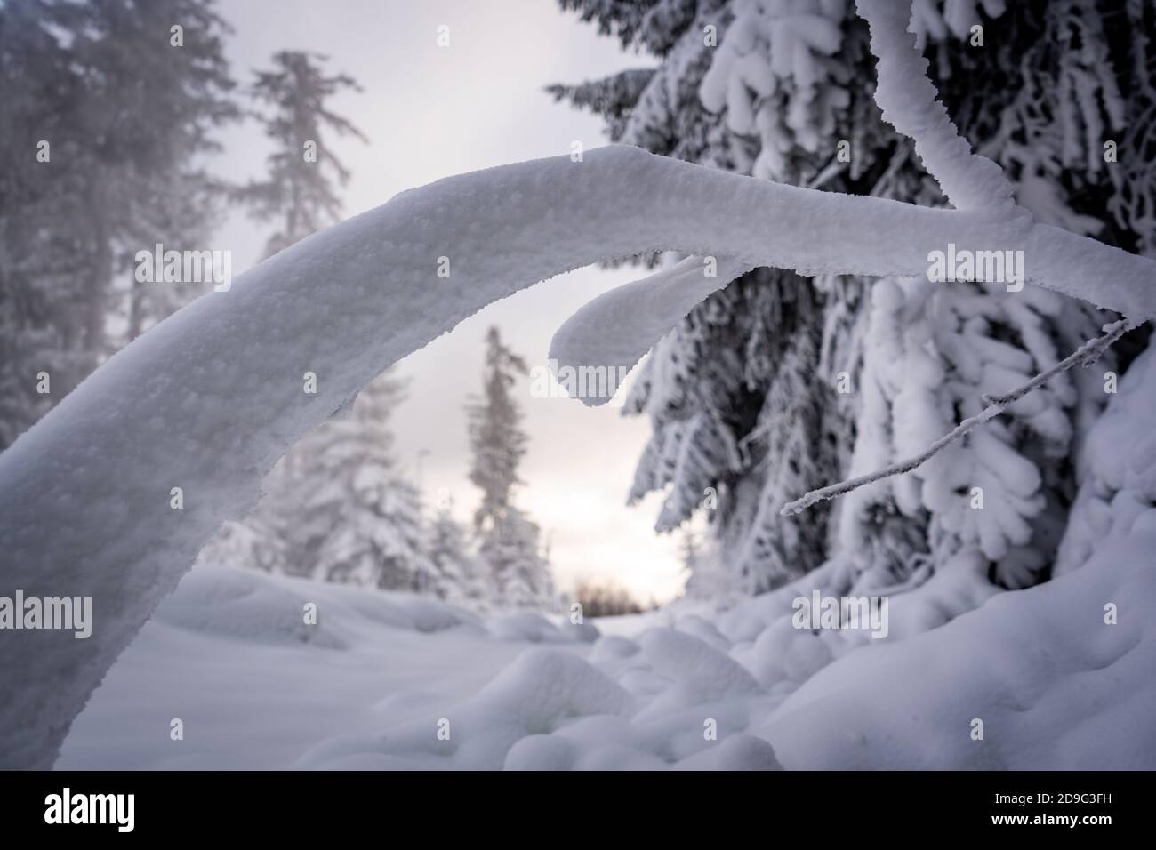 snow covered trees in winter Stock Photo - Alamy