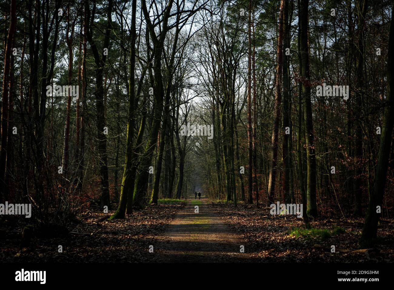Forest walk painting hi-res stock photography and images - Alamy