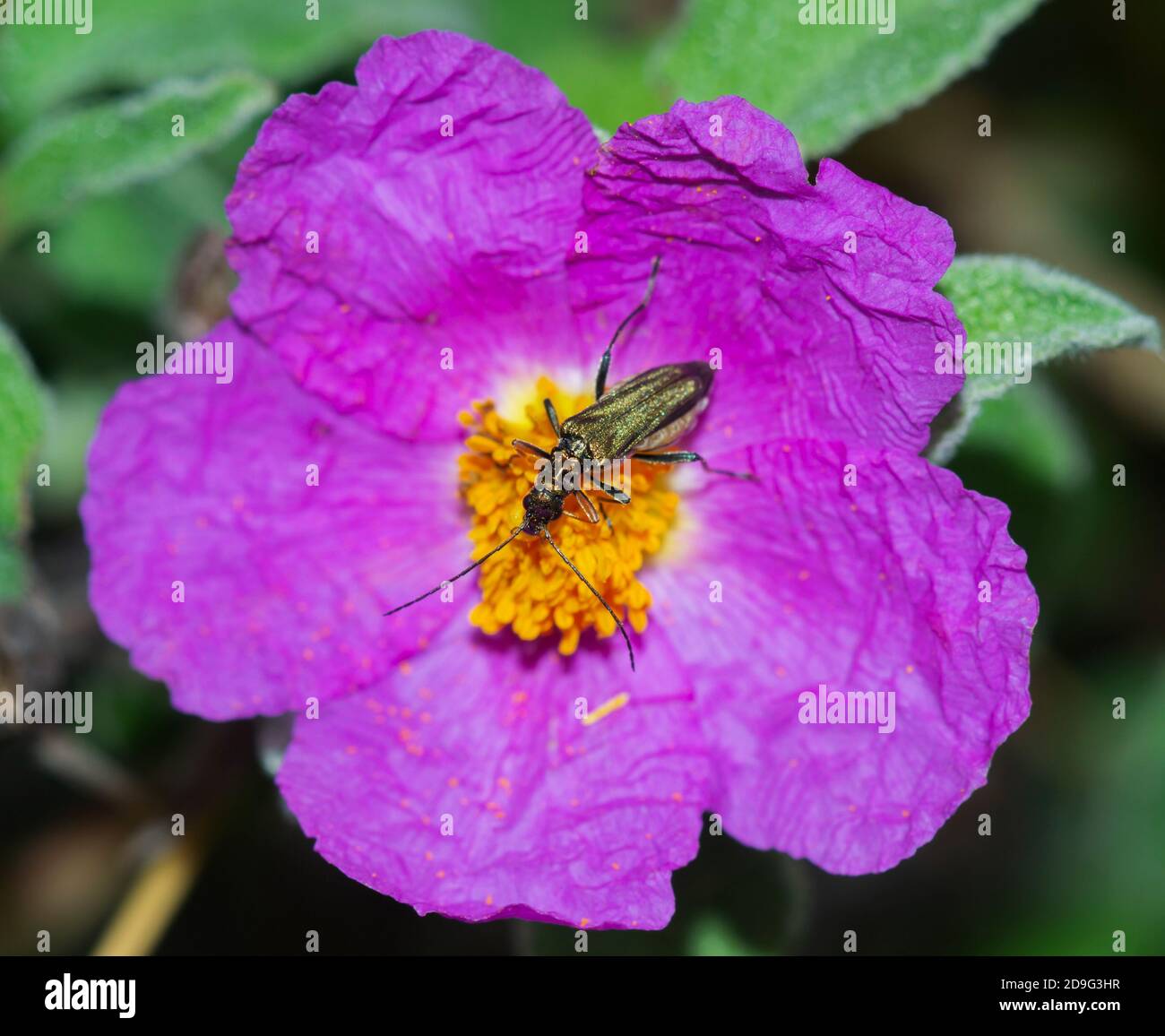 tiny beetle on a rock rose flower Stock Photo - Alamy