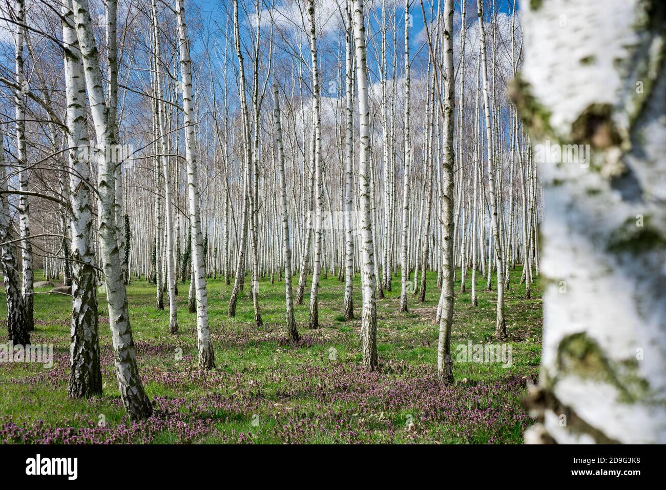 Birch rod hi-res stock photography and images - Alamy