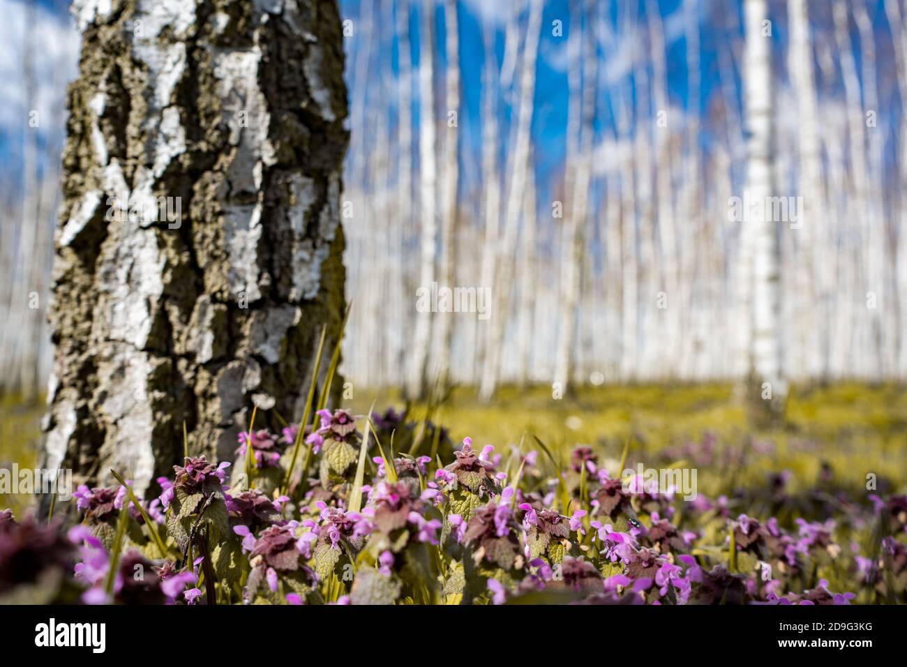 Birch rod hi-res stock photography and images - Alamy
