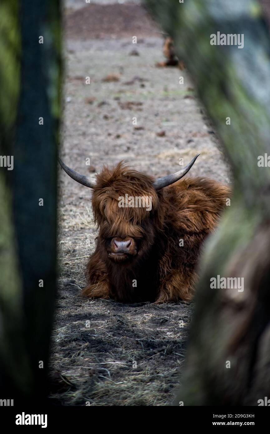 Yak cow with calf hi-res stock photography and images - Alamy