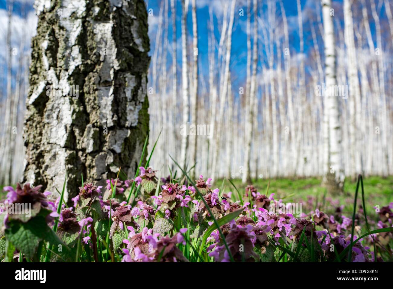 spring flowers in the garden Stock Photo - Alamy