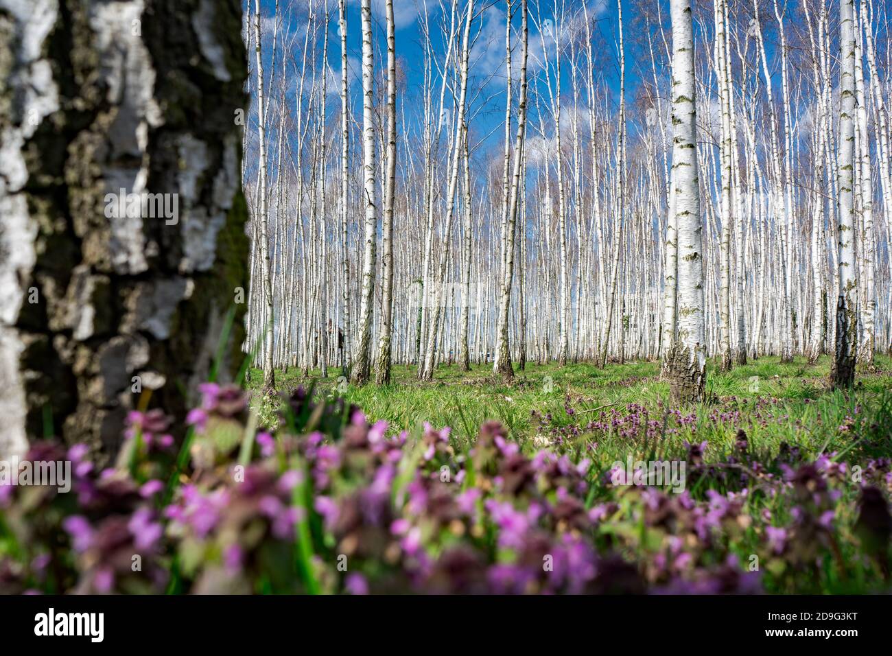 Birch rod hi-res stock photography and images - Alamy