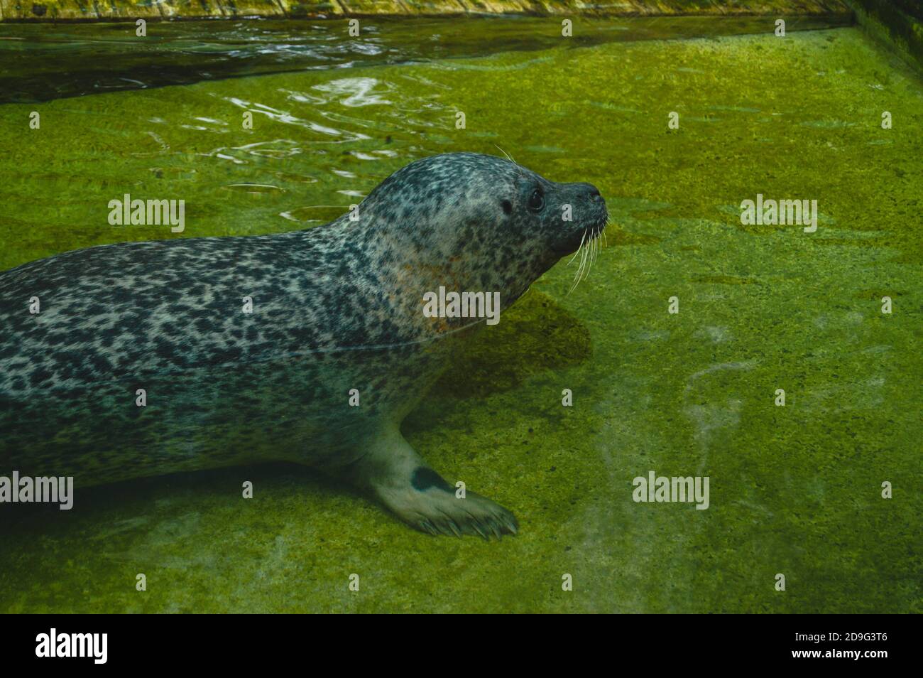 Closeup of a cute seal swimming in the water, in a zoo Stock Photo - Alamy